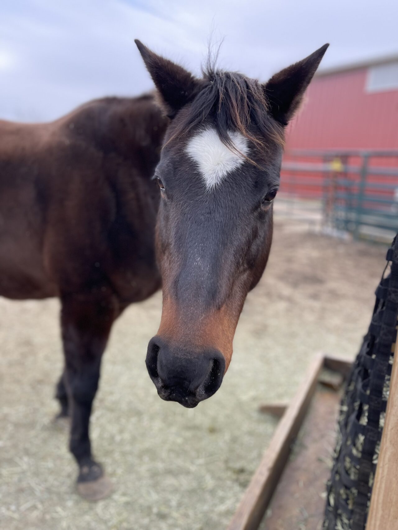 Meet Us | Cedar Springs Therapeutic Ranch