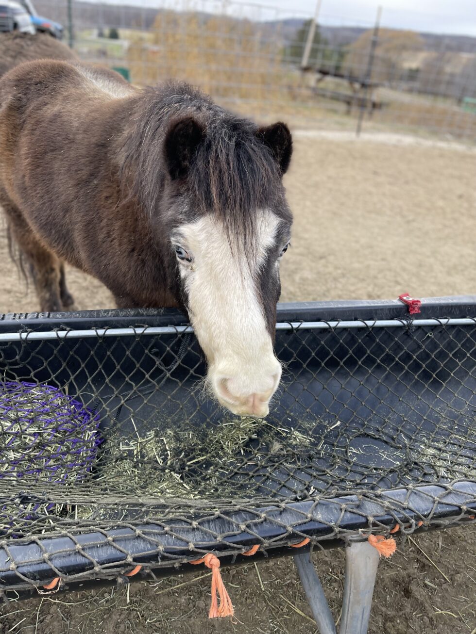 Meet Us | Cedar Springs Therapeutic Ranch